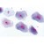 Animal Cell Microscope Slides - LabWorld.co.uk