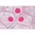 Animal Cell Microscope Slides - LabWorld.co.uk