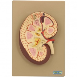 Kidney Section Model - LabWorld.co.uk