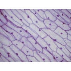 Mitosis and Meiosis Microscope Slide Sets - LabWorld.co.uk