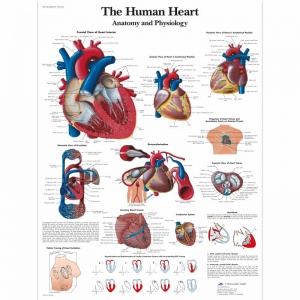 The Human Heart Chart (Paper) - LabWorld.co.uk
