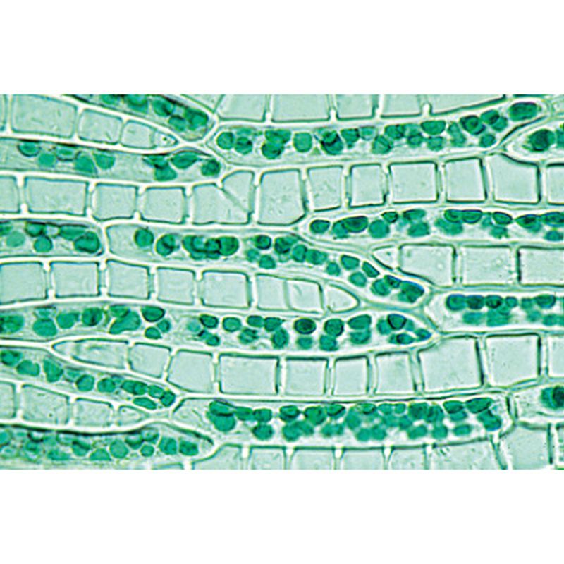 3B Bryophyta Microscopic Slides - LabWorld.co.uk