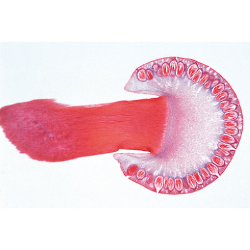 3B Cryptogamae Elementary Set Microscopic Slides - LabWorld.co.uk