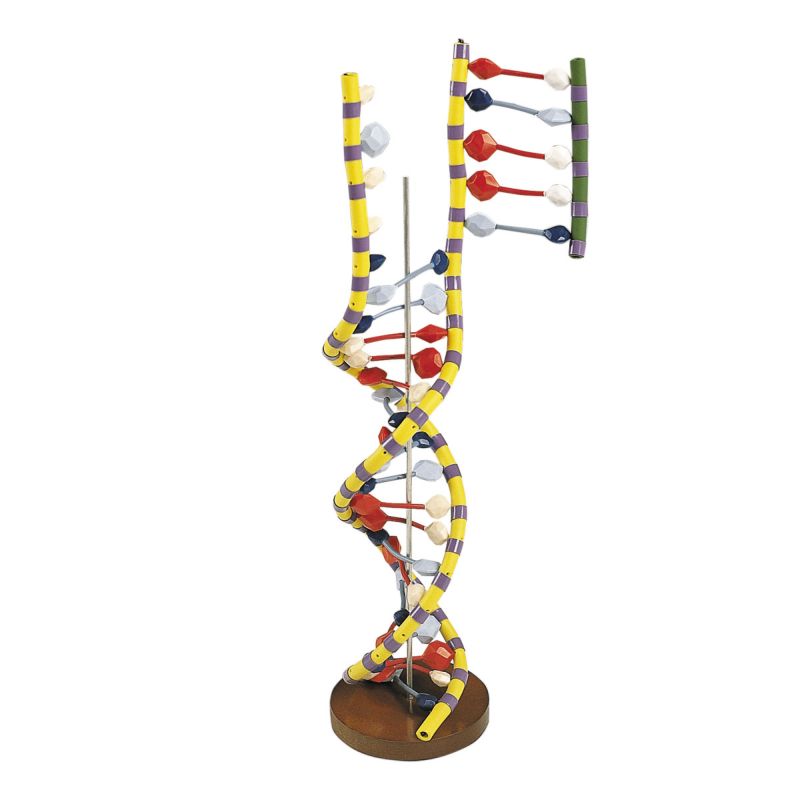 DNA Double Helix Model - LabWorld.co.uk