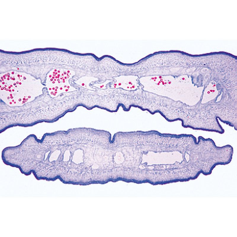 3B General Parasitology Small Set Microscopic Slides - LabWorld.co.uk