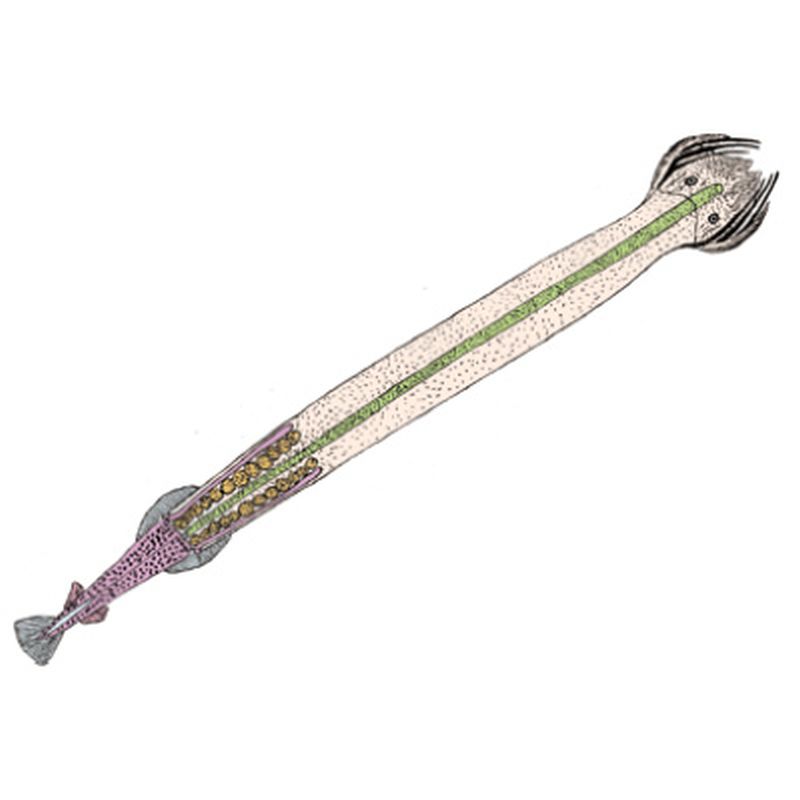 3B Invertebrata Supplementary Set Microscopic Slides - LabWorld.co.uk