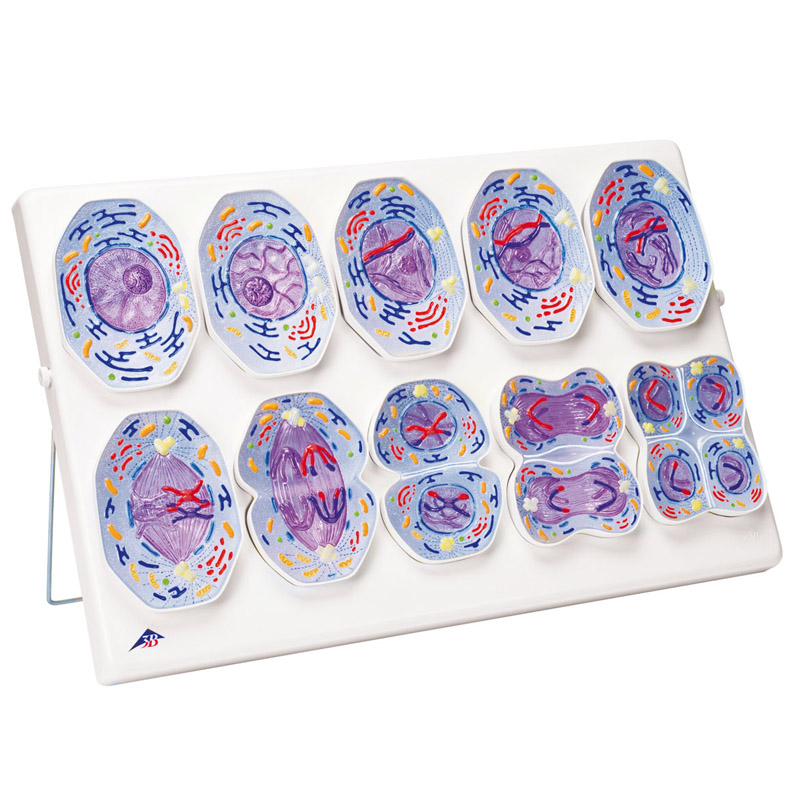 Modeling Meiosis With Play Dough My Biology Class