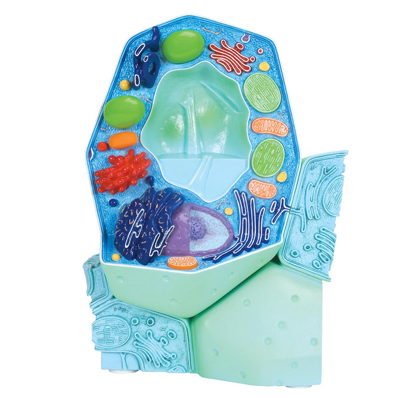 Plant Cell Model - LabWorld.co.uk