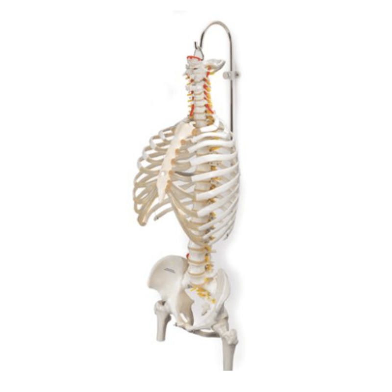 3BS Skeleton Stand For Education - LabWorld.co.uk