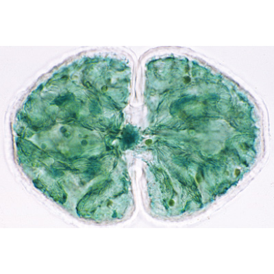 Algae Microscope Slides - LabWorld.co.uk