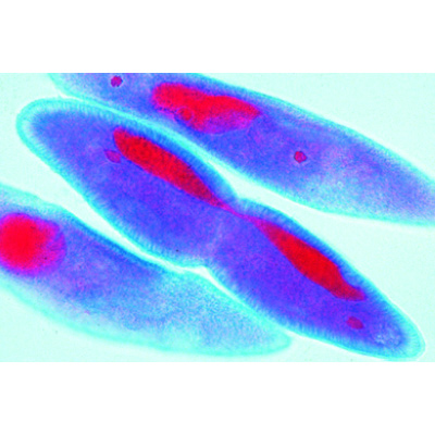 Mitosis and Meiosis Microscope Slide Sets - LabWorld.co.uk