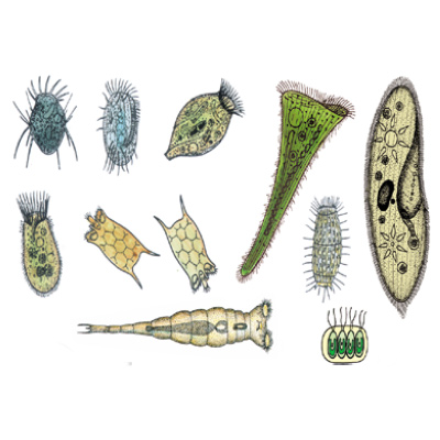 Microscopic Life in the Water Microscope Slides - LabWorld.co.uk