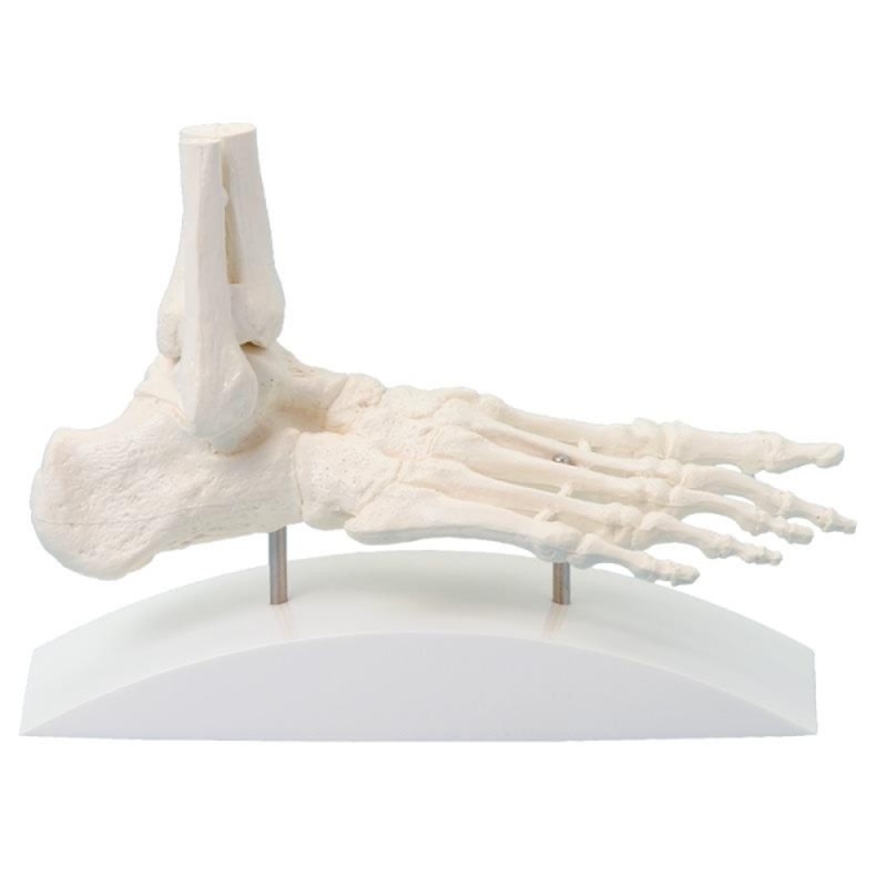 Erler-Zimmer One Piece Skeleton Foot Model - LabWorld.co.uk