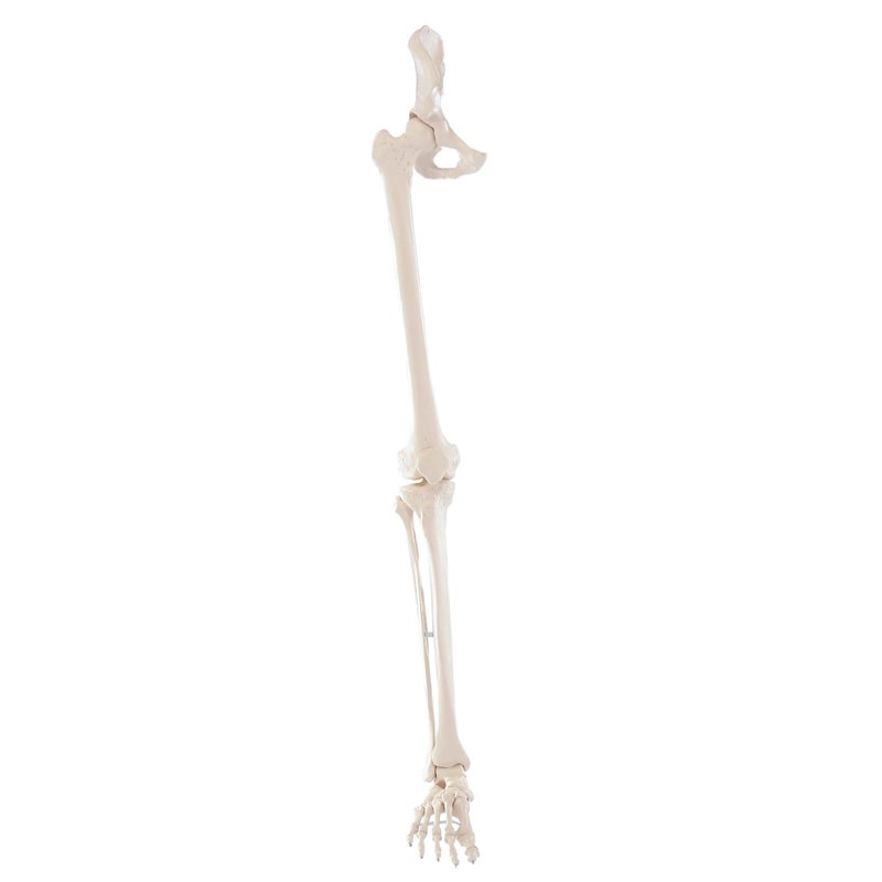 Skeleton Model With Removable Half-Pelvis - LabWorld.co.uk