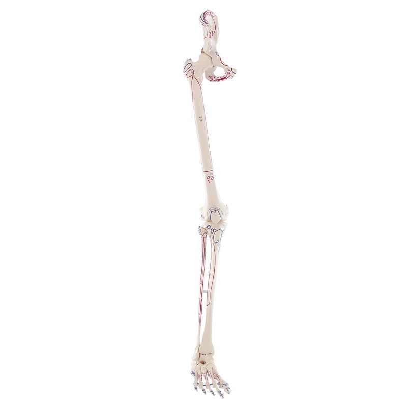 Erler-Zimmer Leg Model With Muscle Markings - LabWorld.co.uk