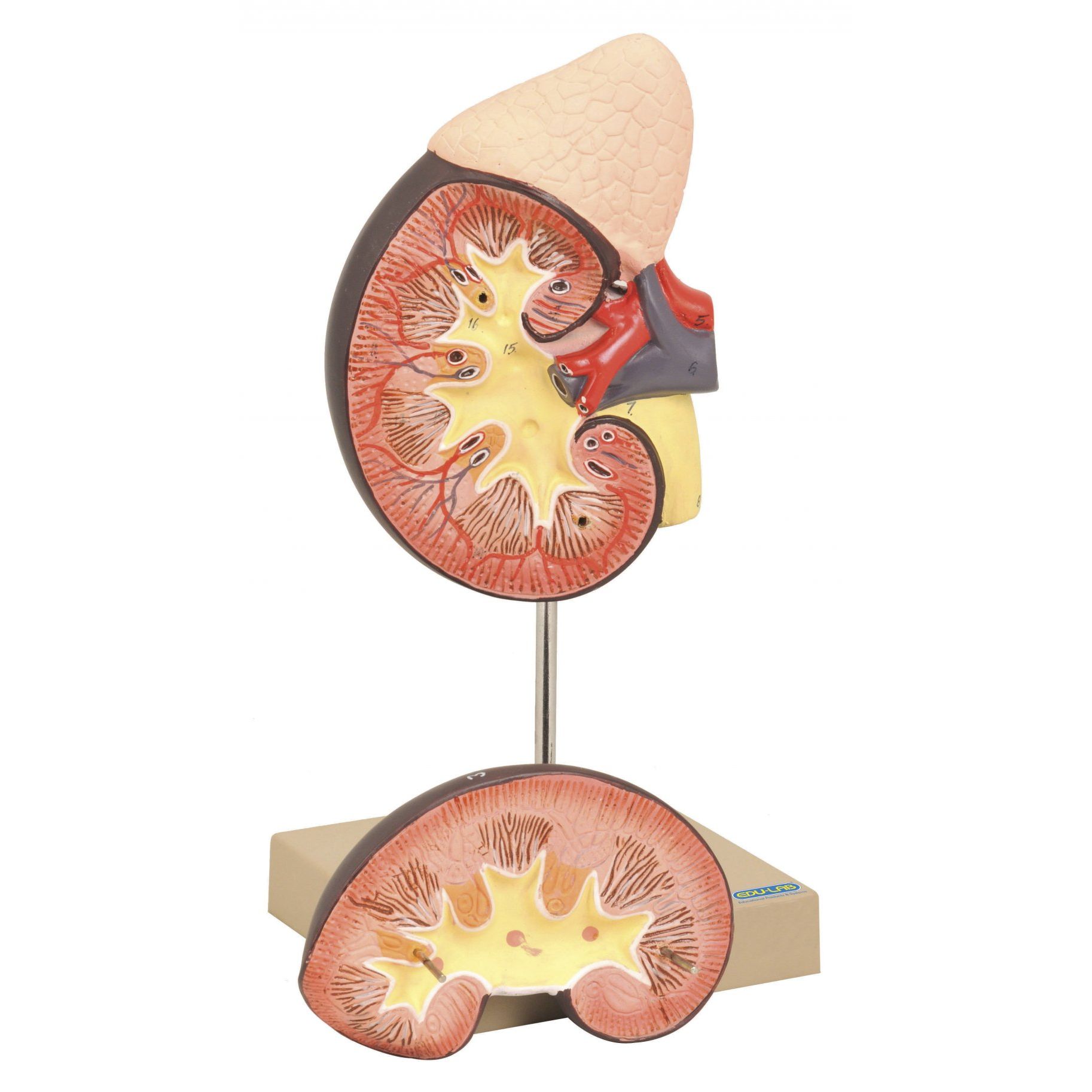 The Model: Kidney with Adrenal Gland 2 parts on Base - LabWorld.co.uk