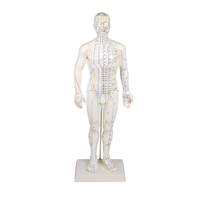 Erler-Zimmer Acupuncture Model (Male) - LabWorld.co.uk