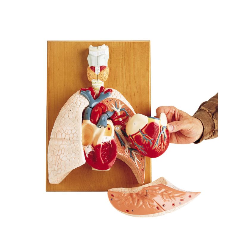 Erler-Zimmer Cardiopulmonary System Model - LabWorld.co.uk