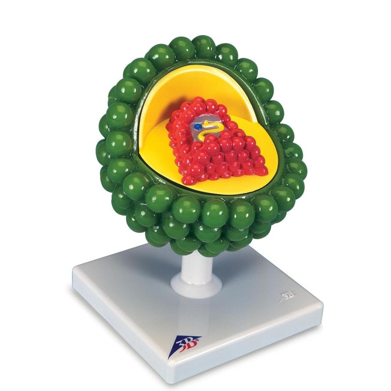 AIDS Virus Model - LabWorld.co.uk