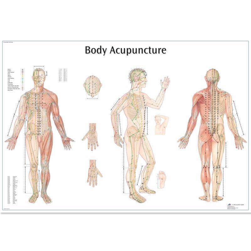 Body Acupuncture Chart - LabWorld.co.uk Body Acupuncture Chart - LabWorld.co.uk
