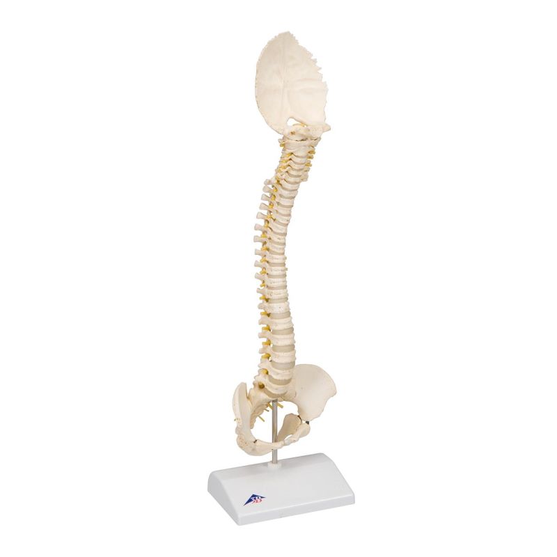 BONElike Child's Vertebral Column Model A52 - LabWorld.co.uk