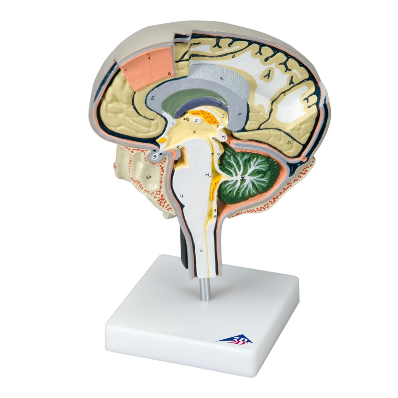 Brain Section Model - LabWorld.co.uk