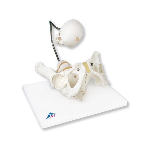 Childbirth Demonstration Pelvis Model - LabWorld.co.uk
