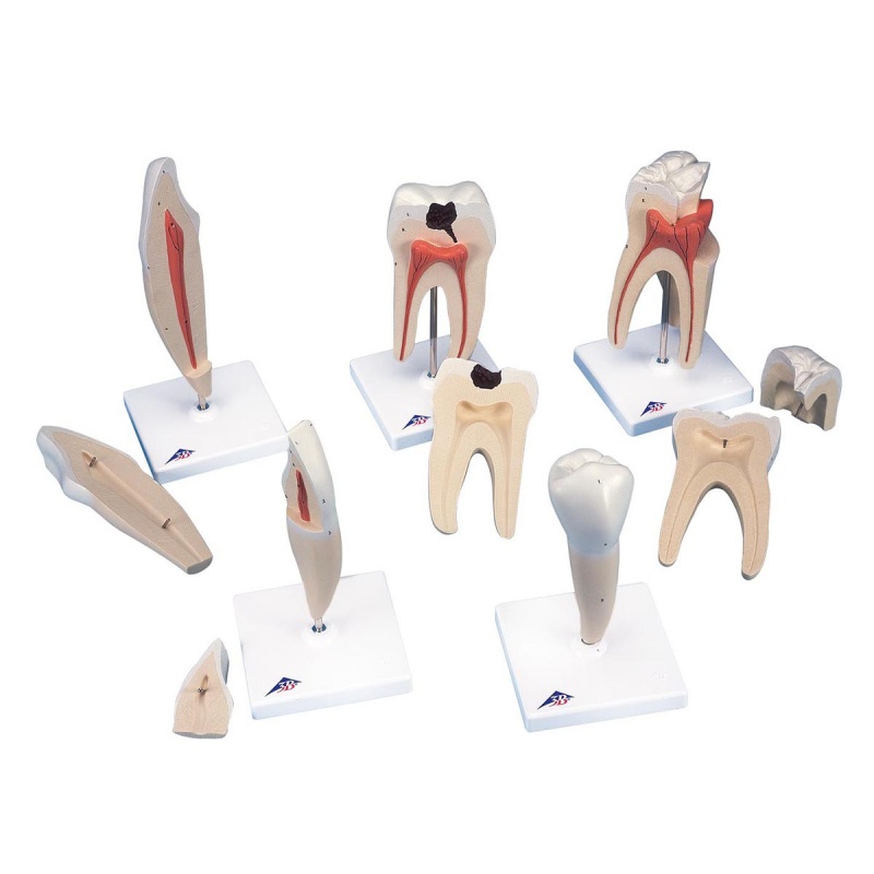 Classic Tooth Models - LabWorld.co.uk