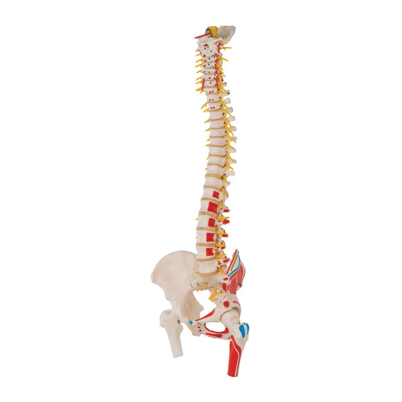 Deluxe Flexible Spine Model with Femur Heads and Painted Muscles A58/7 ...