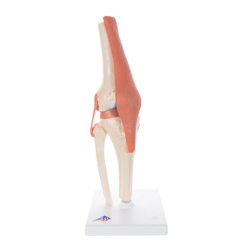 Deluxe Functional Knee Joint Model - LabWorld.co.uk