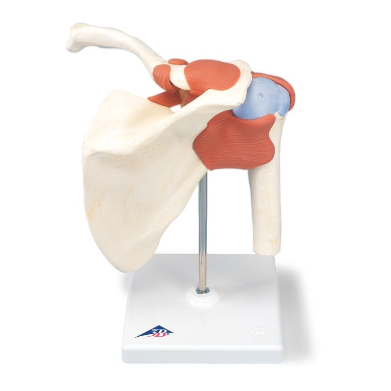 Deluxe Functional Shoulder Joint Model - LabWorld.co.uk