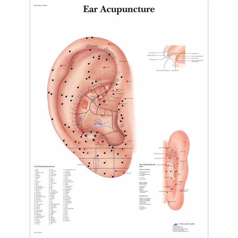 Ear Acupuncture Chart - LabWorld.co.uk Ear Acupuncture Chart - LabWorld.co.uk