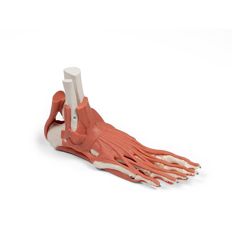 Erler Zimmer Anatomy Model of the Foot - LabWorld.co.uk