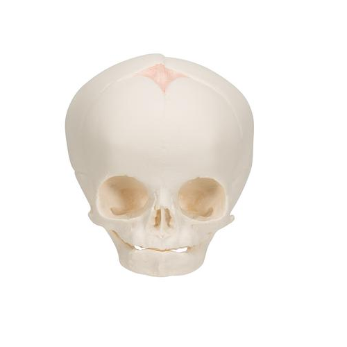 Fetal Skull Model - LabWorld.co.uk