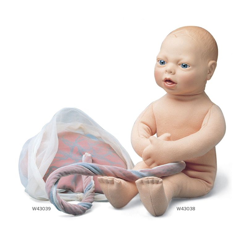 Fetus Model - LabWorld.co.uk
