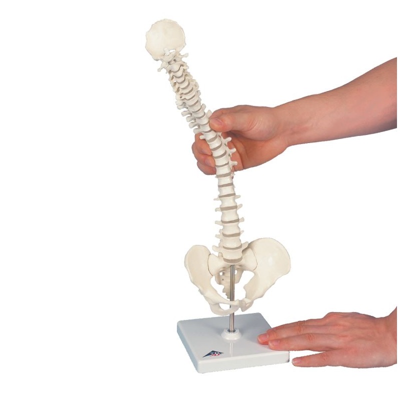 Flexible Mini Spinal Column A18/20 - LabWorld.co.uk