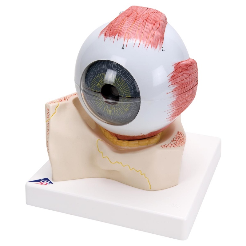 Giant Eye Model in Base of Bony Orbit (7-Part) - LabWorld.co.uk