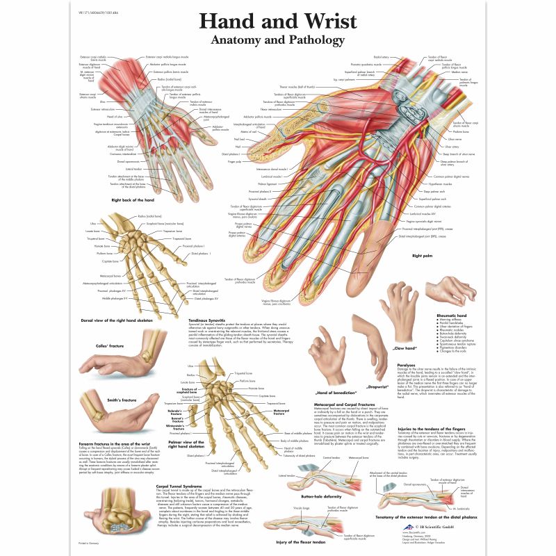 Hand and Wrist Chart - LabWorld.co.uk