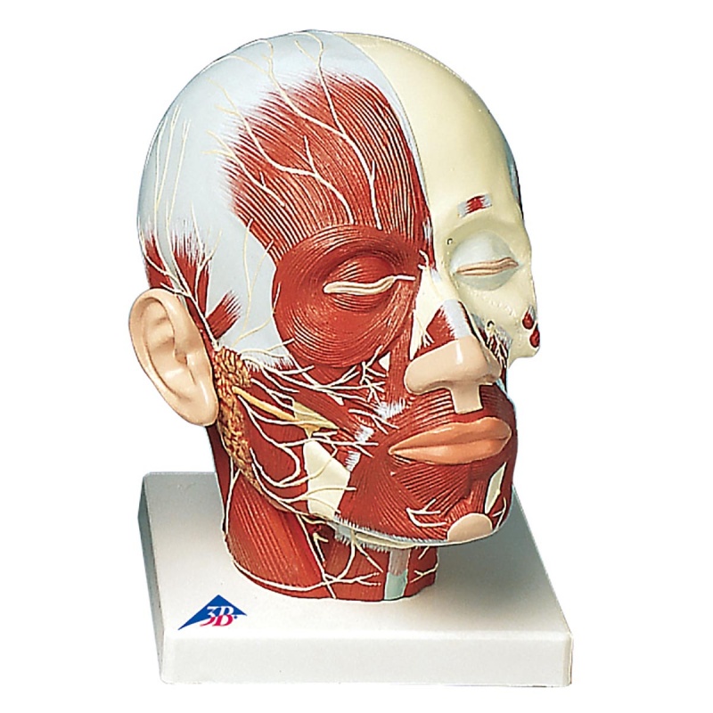 Head Musculature Model with Nerves - LabWorld.co.uk