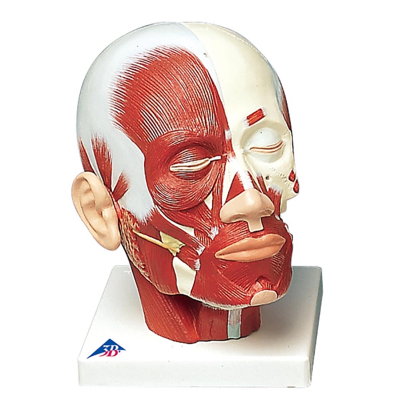 Head Musculature Model - LabWorld.co.uk