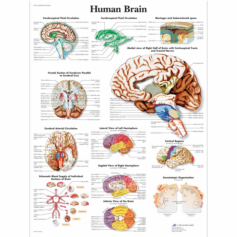 Human Brain Chart - LabWorld.co.uk