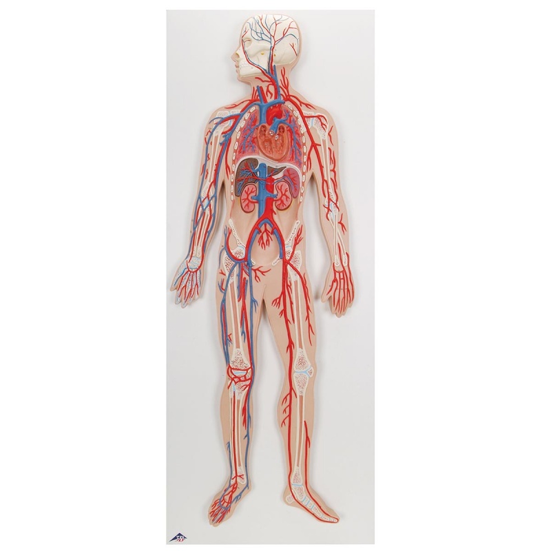 Human Circulatory System Model - LabWorld.co.uk