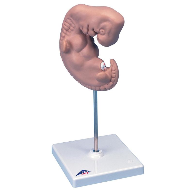 Human Embryo Model - LabWorld.co.uk