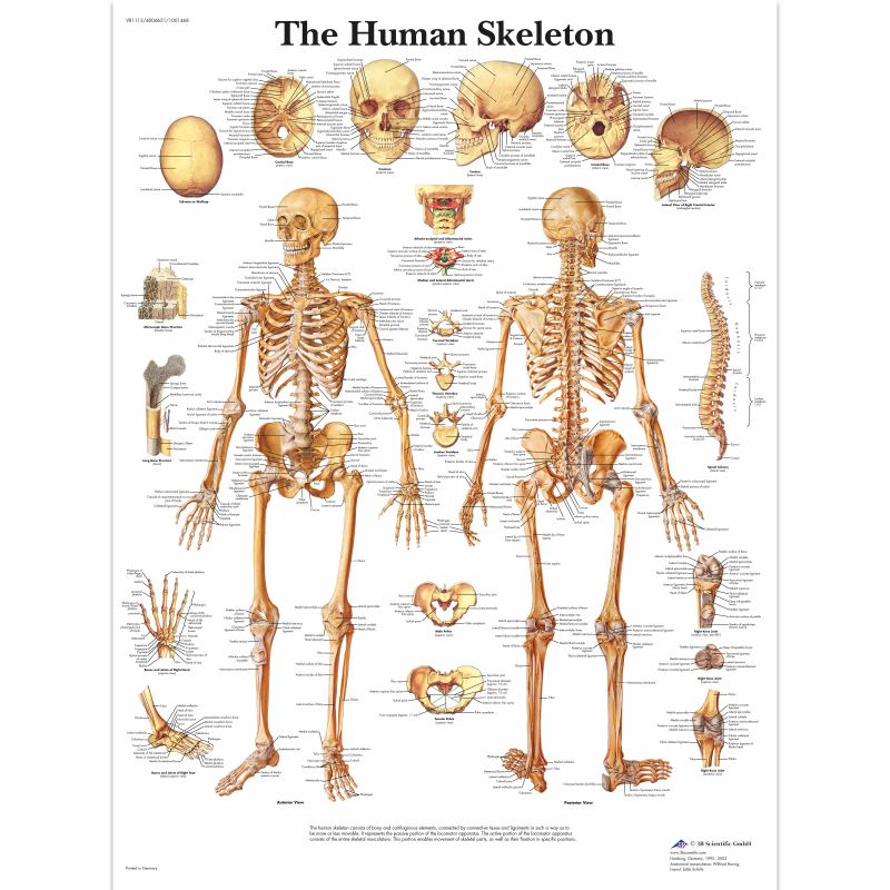 Human Skeleton Chart (Laminated) - LabWorld.co.uk