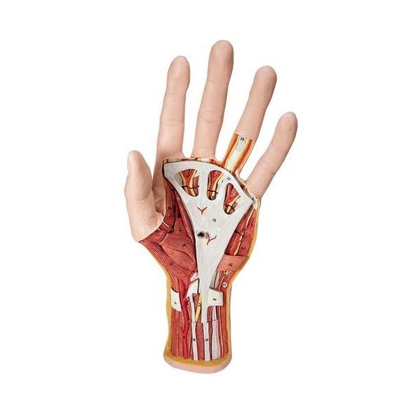 3-Part Internal Hand Structure Model - LabWorld.co.uk