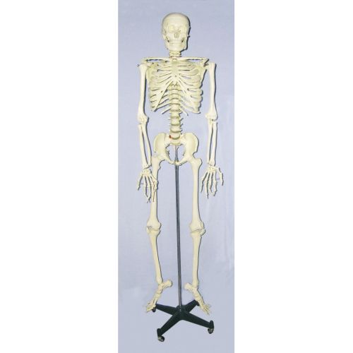 Life Sized Model Skeleton With Frame - LabWorld.co.uk