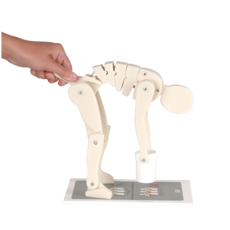 Lifting Demonstration Figure - LabWorld.co.uk