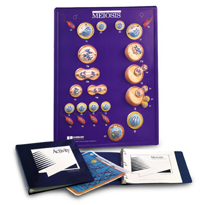 Meiosis Model Activity Set - LabWorld.co.uk