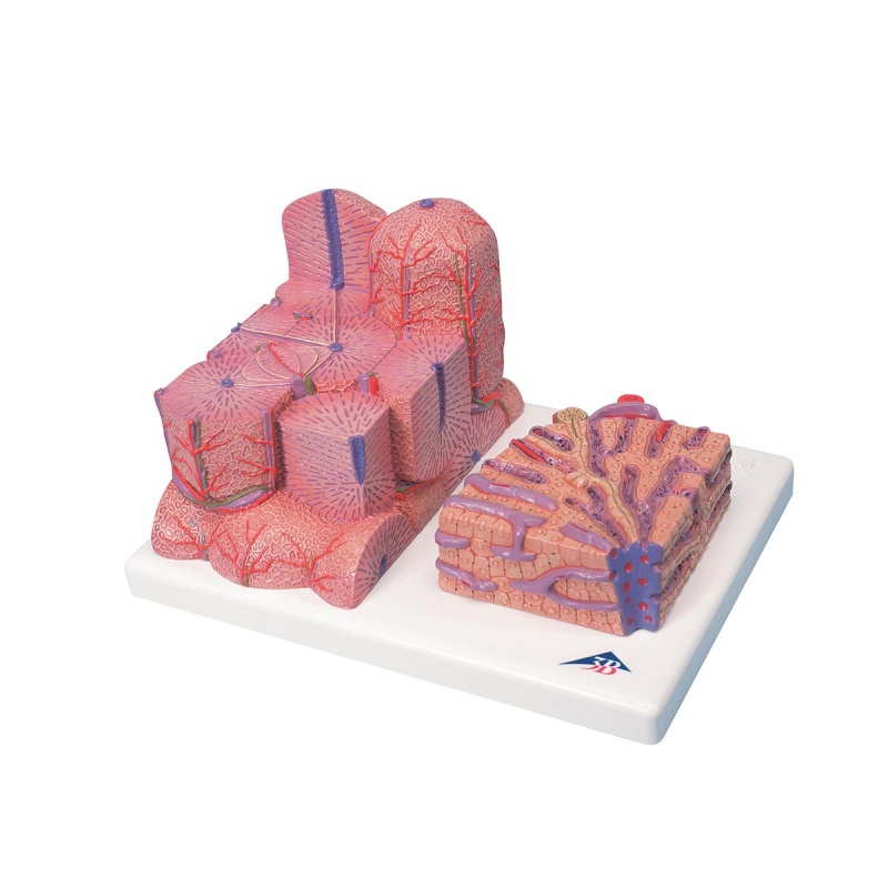MICROanatomy Liver Model - LabWorld.co.uk
