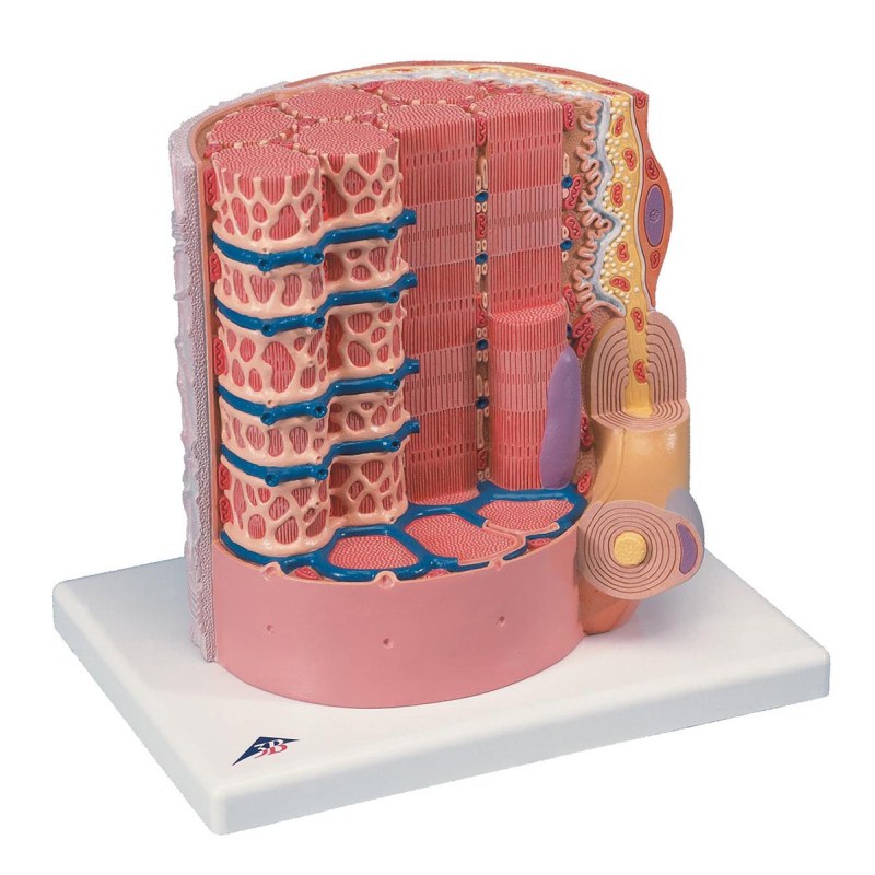 MICROanatomy Muscle Fibre Model - LabWorld.co.uk